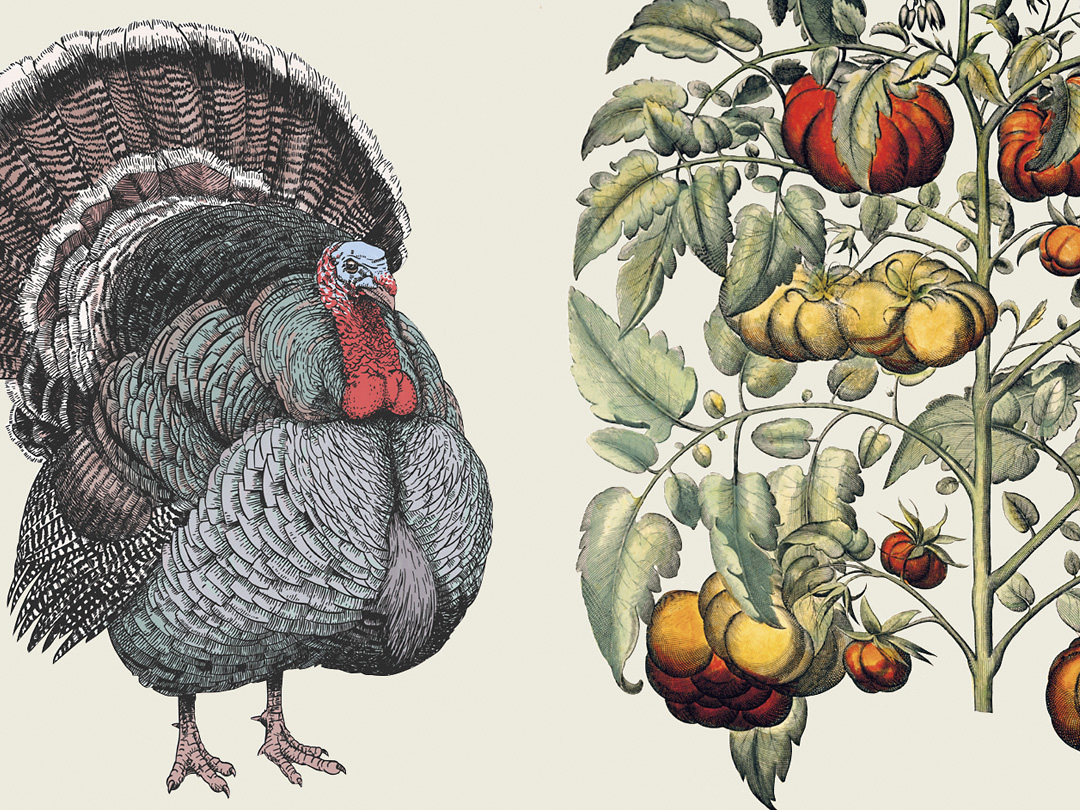 Design – Book | Louis Mackay Design & Illustration